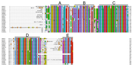 FvNST1b NAC Protein Induces Secondary Cell Wall Formation in Strawberry