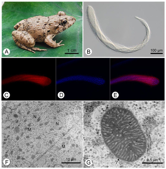 The Genome of the Mitochondrion-Related Organelle in Cepedea longa, a ...
