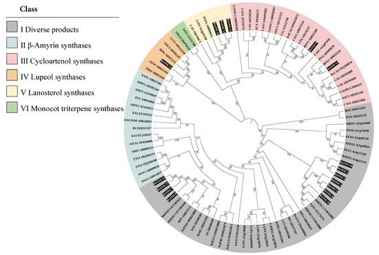 Systematic Identification and Analysis of OSC Gene Family of Rosa ...