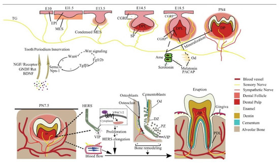 Neural Regulations in Tooth Development and Tooth–Periodontium Complex ...
