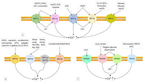 Transient Receptor Potential (TRP) Channels in Tumor Vascularization