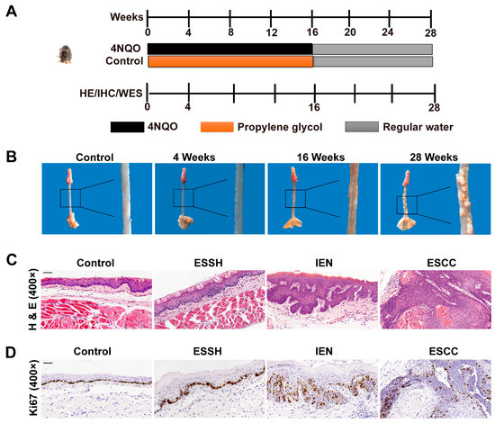 Esophageal Squamous Cancer from 4NQO-Induced Mice Model: CNV Alterations