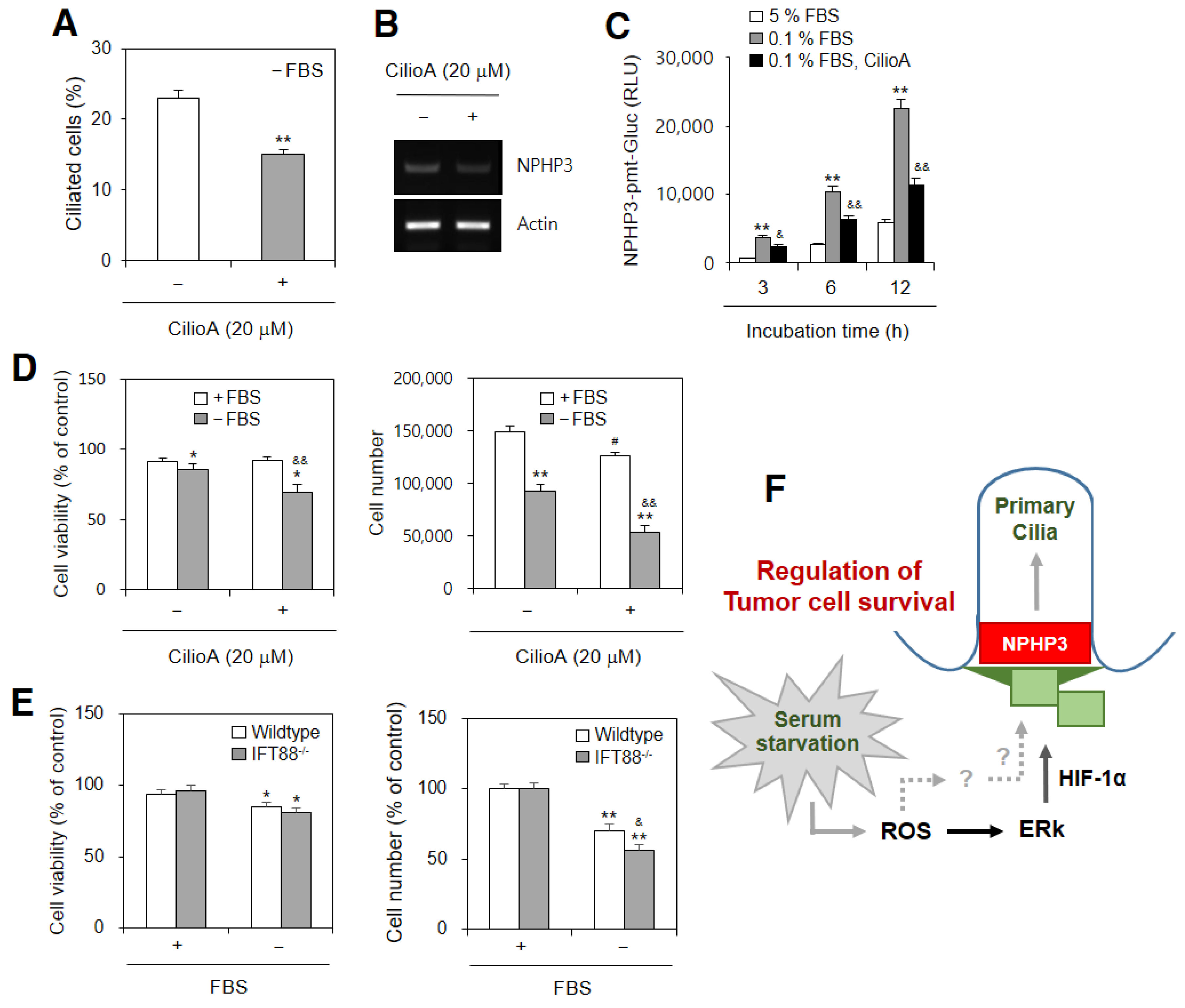 HeLa Cervical Cancer Cells Are Maintained by Nephronophthisis 3 ...