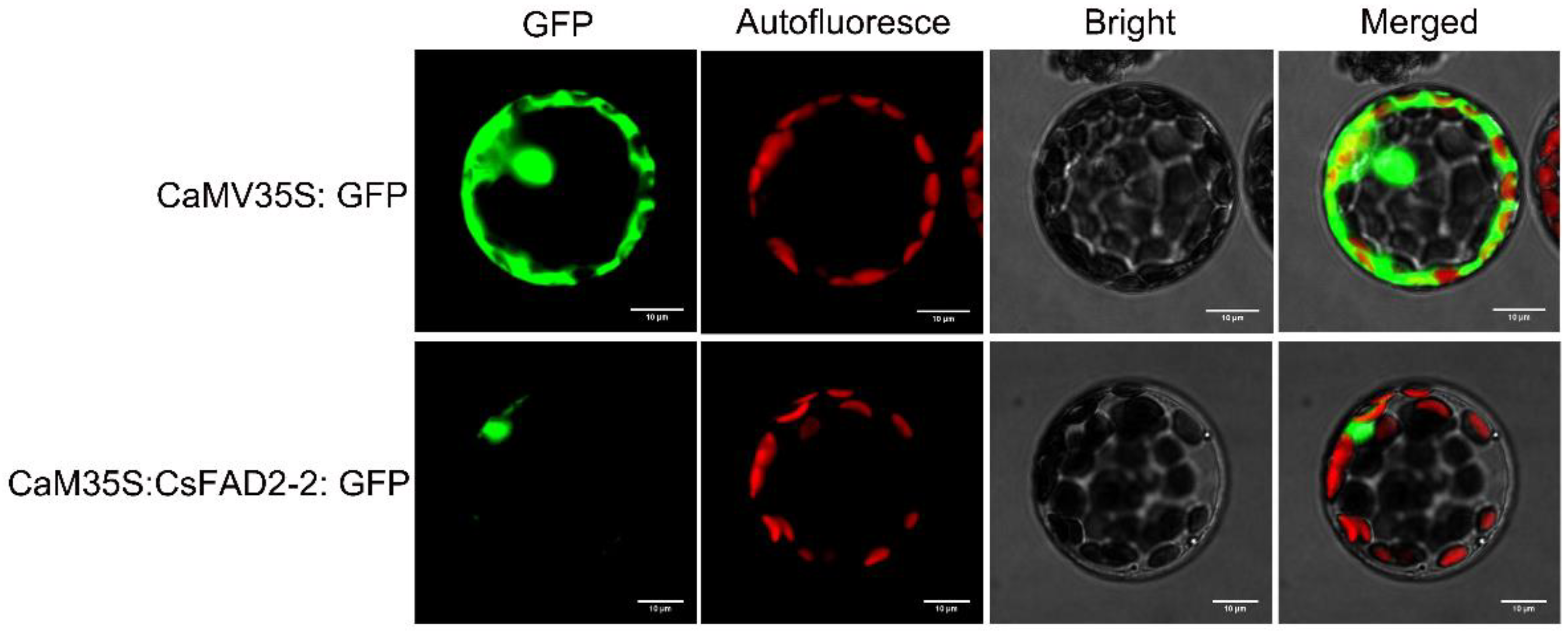 Genome-Wide Identification and Expression Analysis of Fatty Acid ...