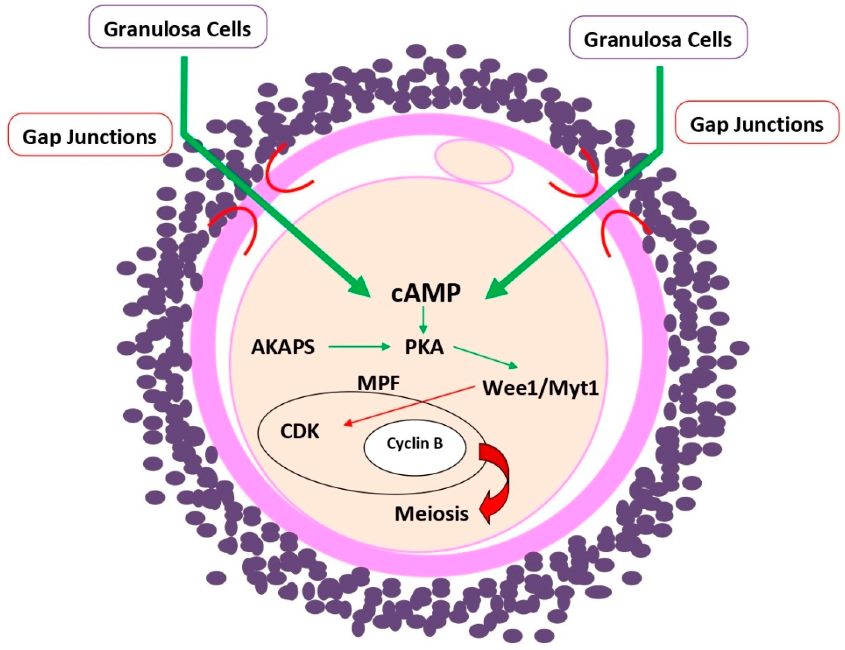 IJMS Free Full Text Cyclic Adenosine Monophosphate A Central IJMS Free Full Text Cyclic Adenosine Monophosphate A Central