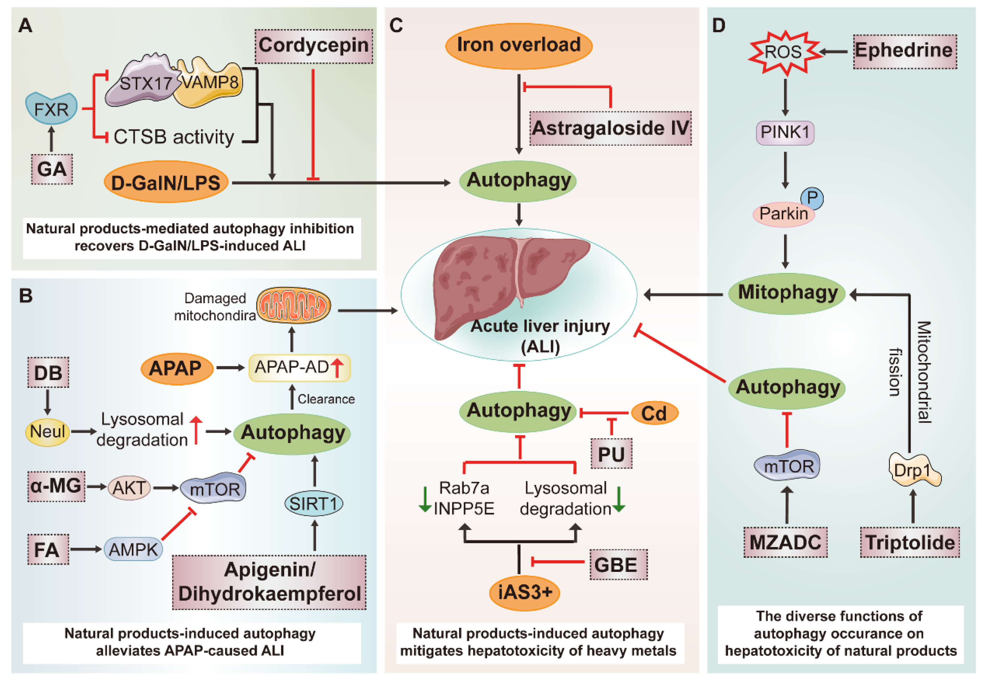 IJMS Free Full Text Natural Product Mediated Autophagy In The IJMS Free Full Text Natural Product Mediated Autophagy In The