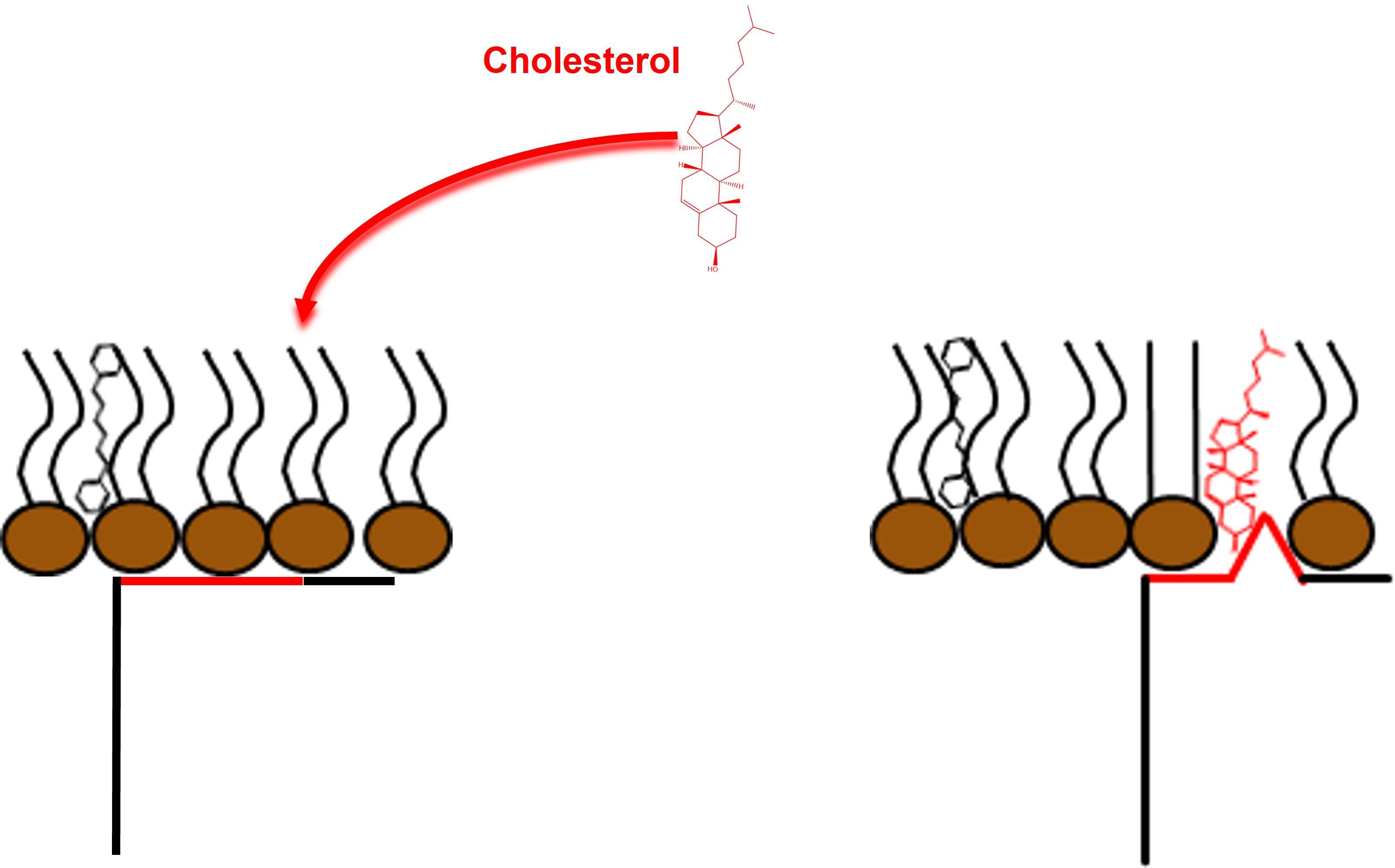 Biochemical and Biophysical Characterization of the Caveolin-2 ...