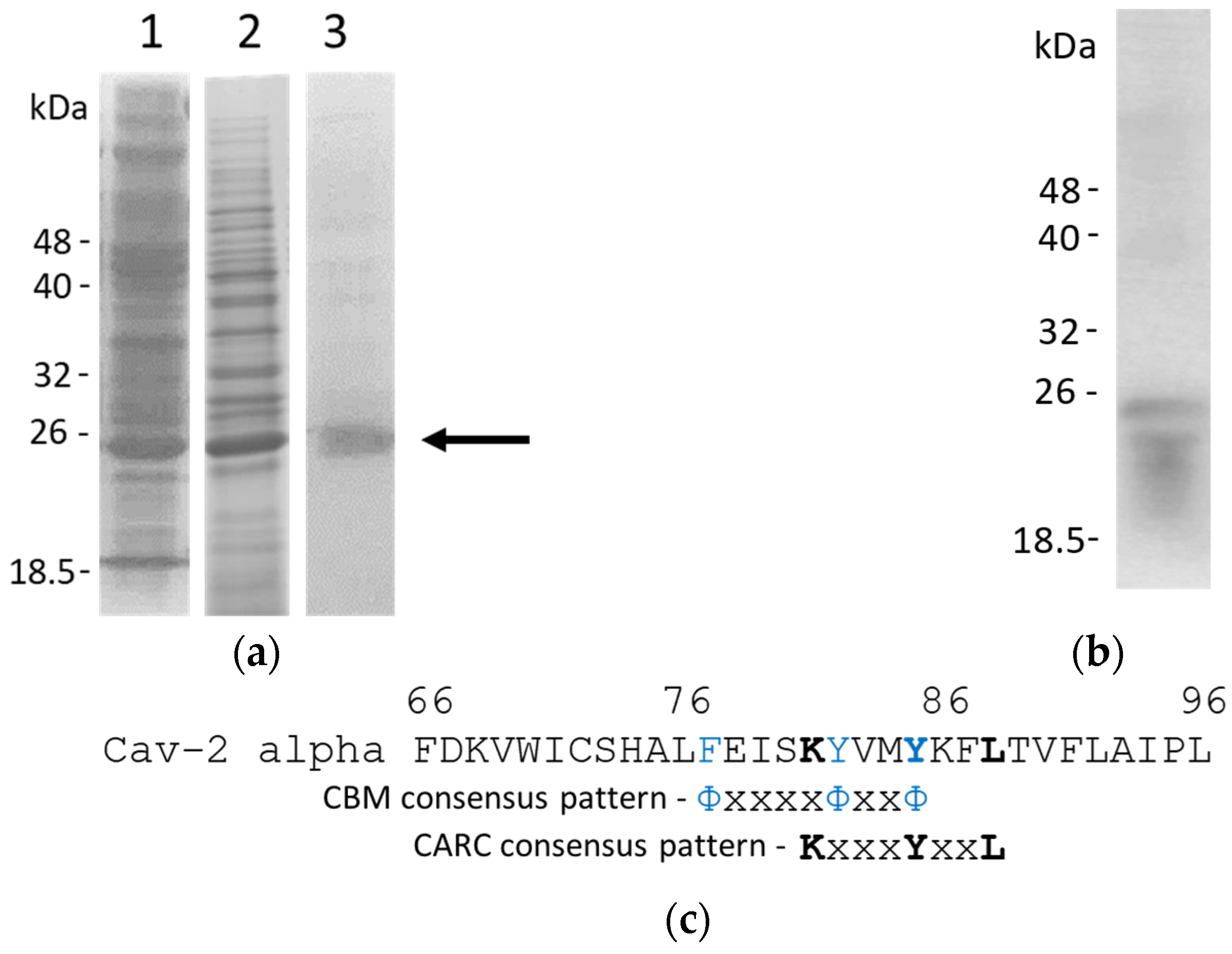 Biochemical and Biophysical Characterization of the Caveolin-2 ...