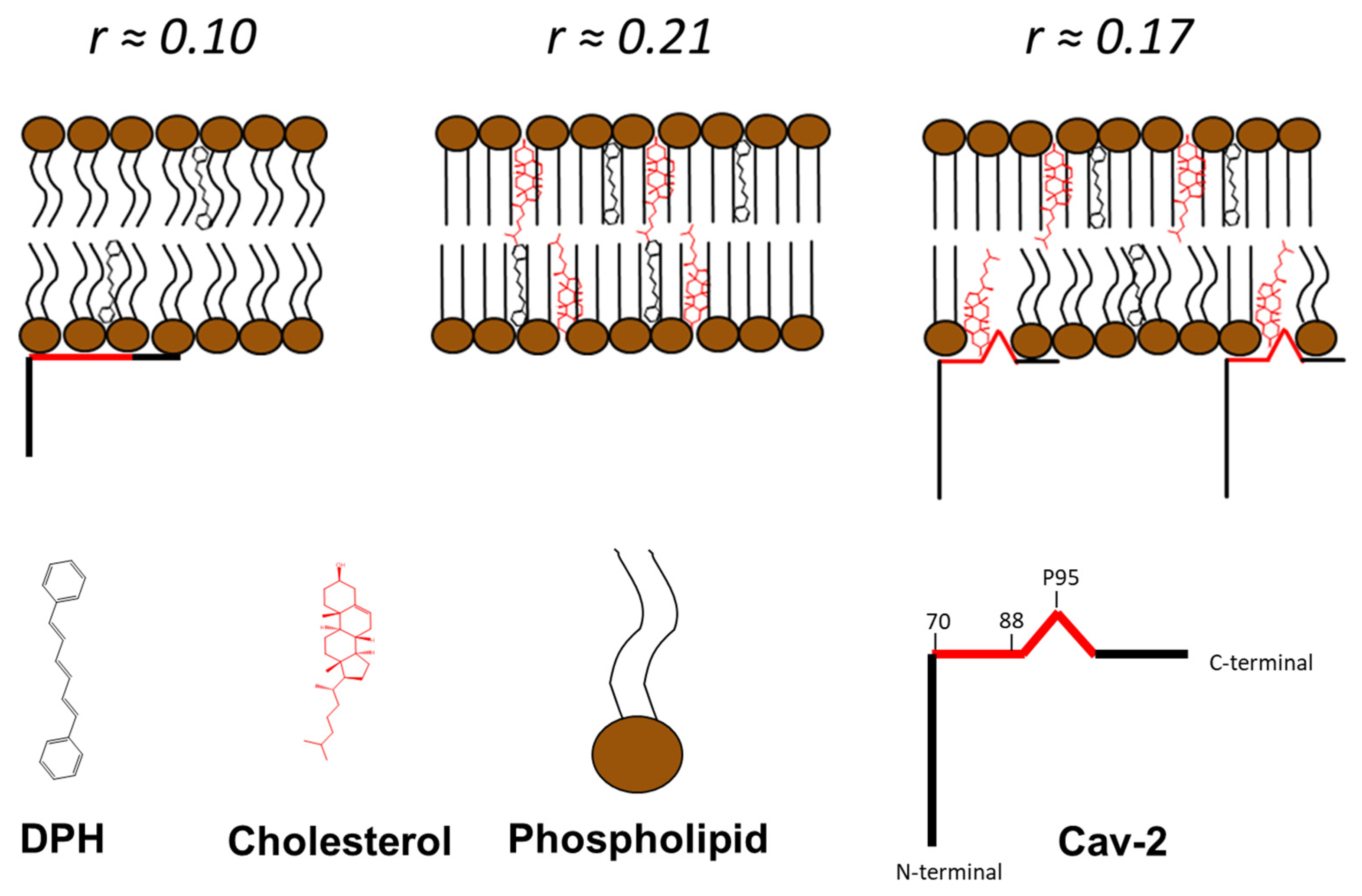 Biochemical and Biophysical Characterization of the Caveolin-2 ...