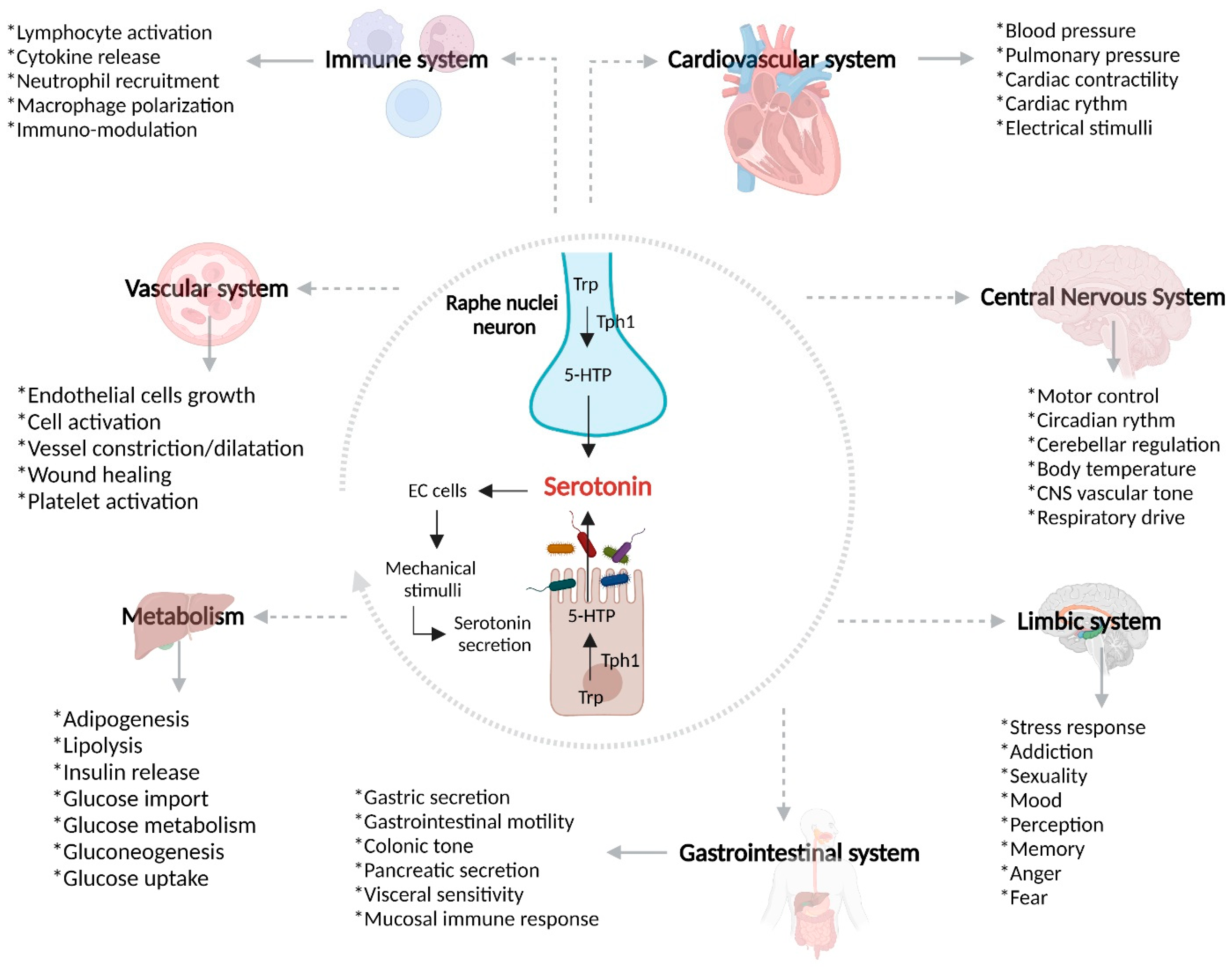 IJMS Free Full Text Interplay Between Serotonin Immune Response IJMS Free Full Text Interplay Between Serotonin Immune Response
