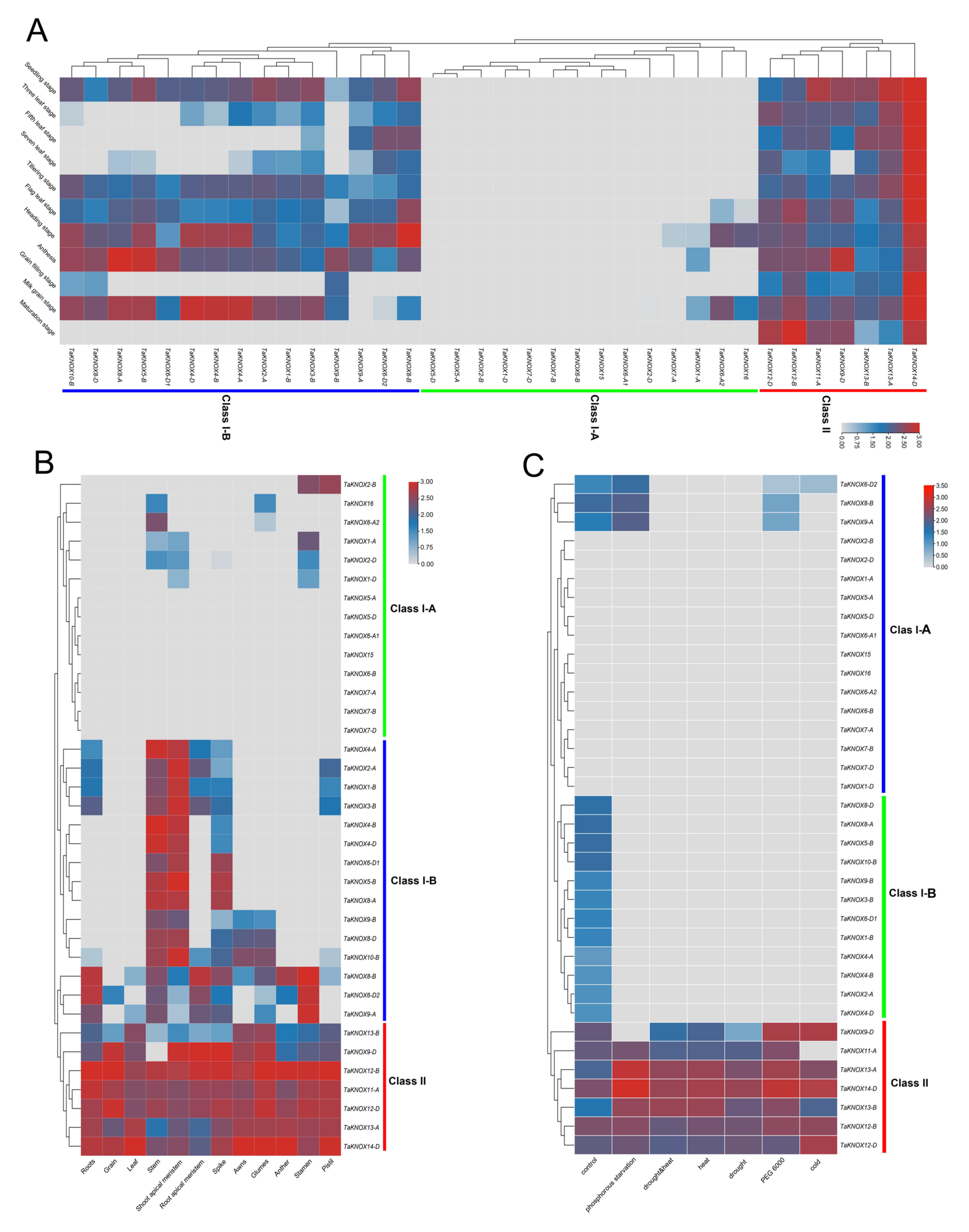 Genome Wide Identification Of Wheat KNOX Gene Family And Functional Genome Wide Identification Of Wheat KNOX Gene Family And Functional