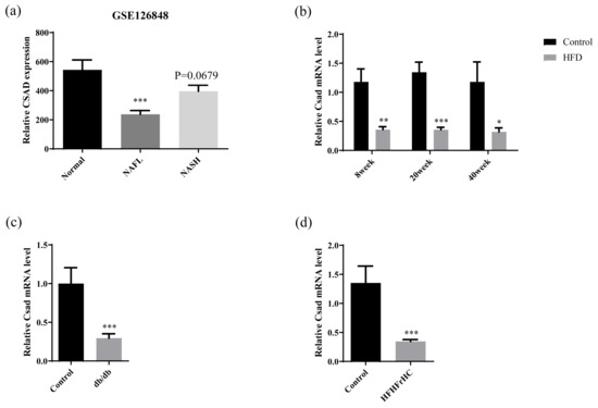 CSAD Ameliorates Lipid Accumulation in High-Fat Diet-Fed Mice