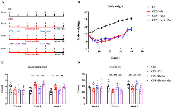 Huperzine—A Improved Animal Behavior in Cuprizone-Induced Mouse Model ...