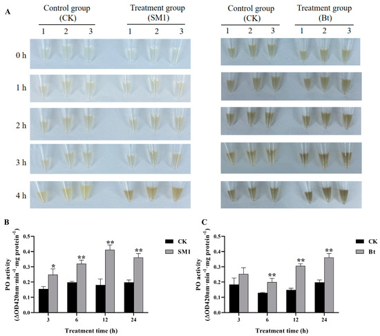 Prophenoloxidase of Odontotermes formosanus (Shiraki) (Blattodea ...