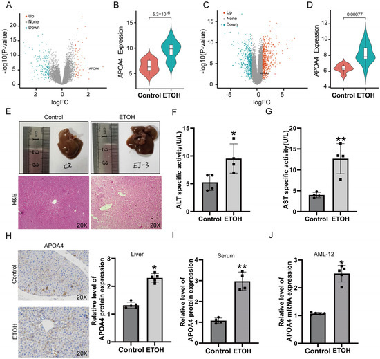 Apolipoprotein A-IV Has Bi-Functional Actions in Alcoholic Hepatitis by ...