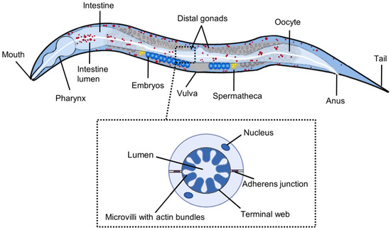 Application of Caenorhabditis elegans in Lipid Metabolism Research