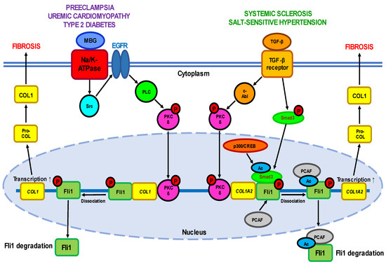 Fli1 and Tissue Fibrosis in Various Diseases