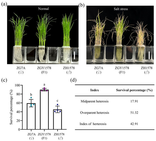 Comparative Transcriptome Analysis of the Heterosis of Salt Tolerance ...