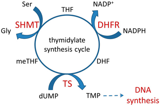 IJMS | Free Full-Text | Phosphorylation of Thymidylate Synthase and ...