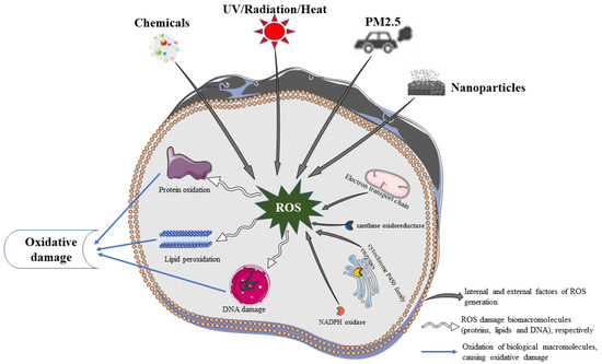 Possible Mechanisms of Oxidative Stress-Induced Skin Cellular ...