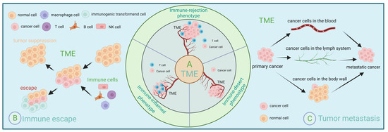 The Role of Cytoskeleton Protein 4.1 in Immunotherapy
