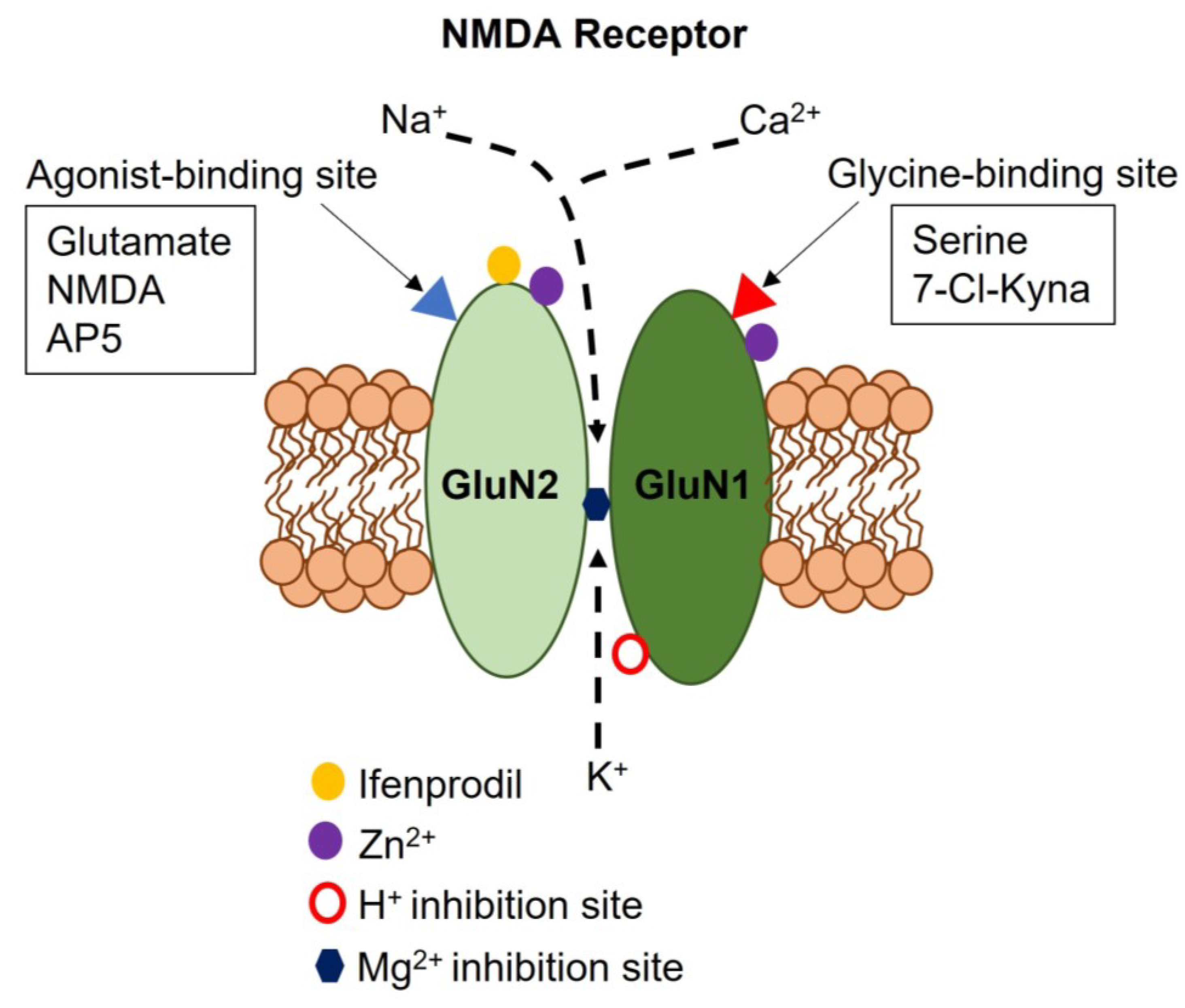 IJMS Free Full Text The Emerging Role Of N Methyl D Aspartate NMDA IJMS Free Full Text The Emerging Role Of N Methyl D Aspartate NMDA