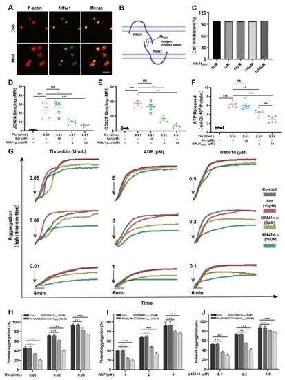 NINJ1 Regulates Platelet Activation and PANoptosis in Septic ...