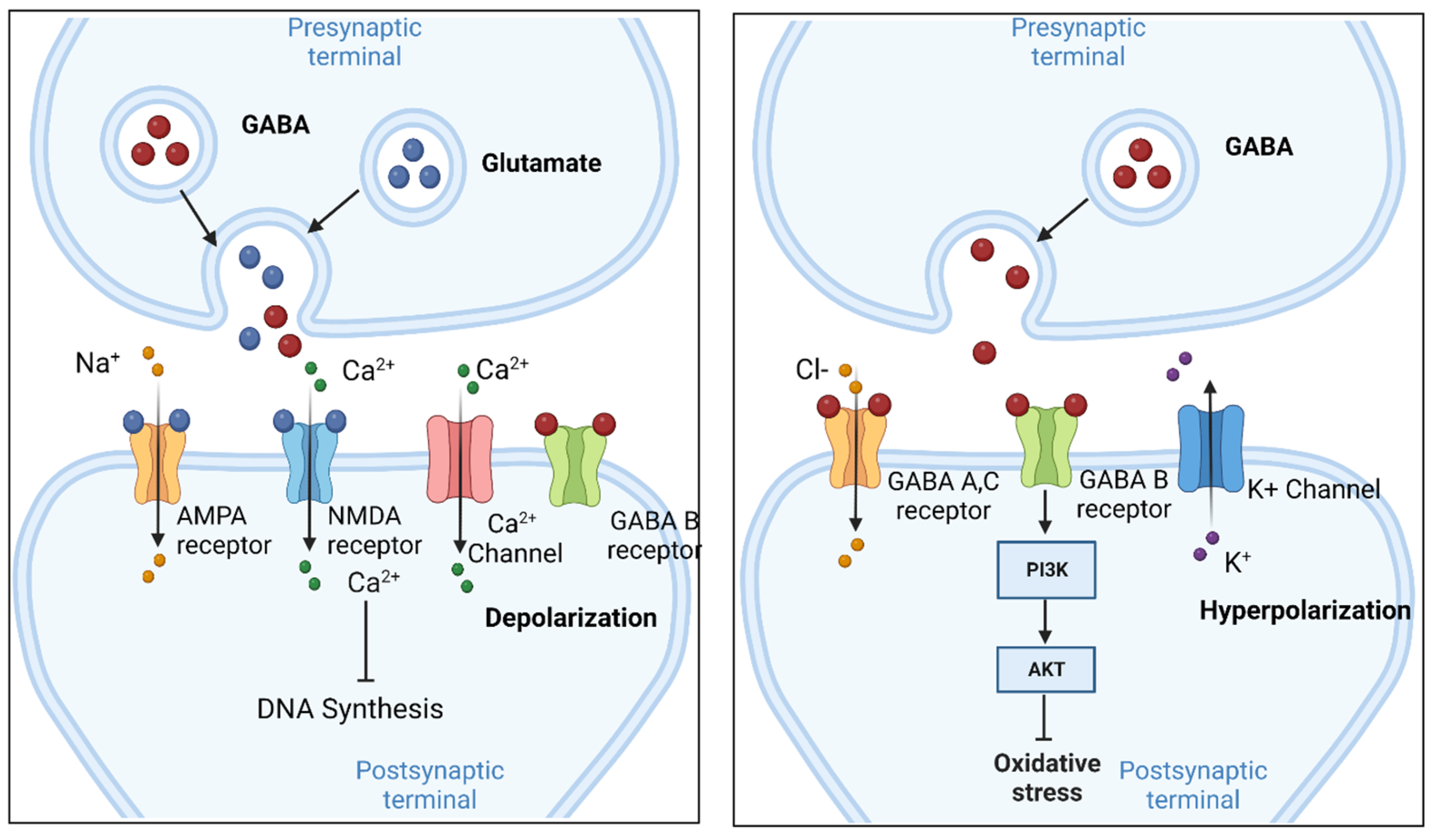 Gaba Neurotransmitter Gaba Neurotransmitter
