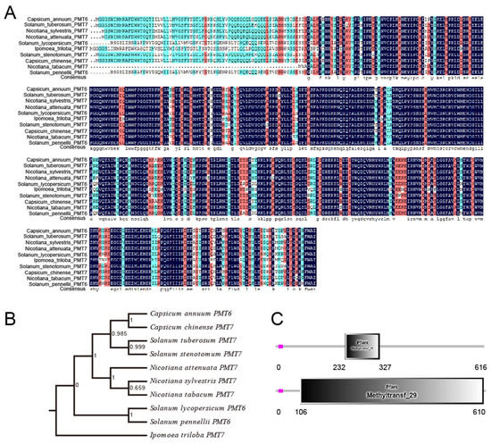 PMT6 Is Required for SWC4 in Positively Modulating Pepper Thermotolerance