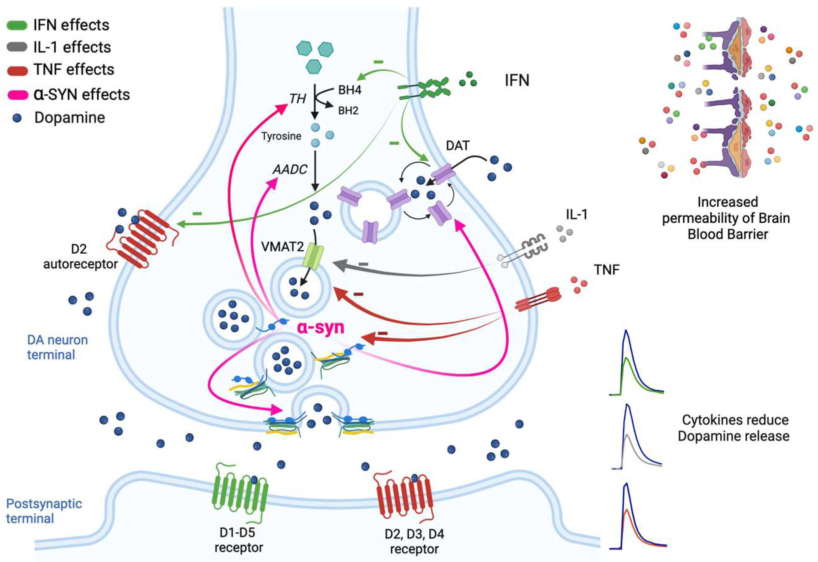 IJMS Free Full Text Dopamine Transmission Imbalance In IJMS Free Full Text Dopamine Transmission Imbalance In