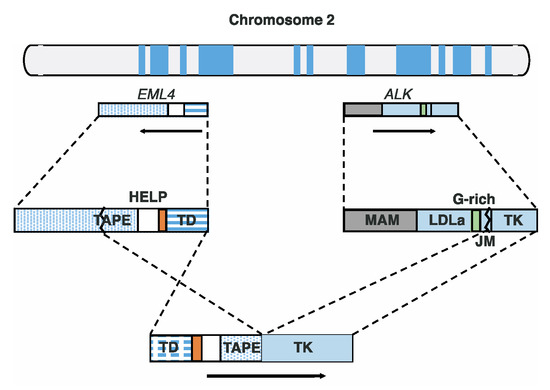 Molecular Anatomy of the EML4-ALK Fusion Protein for the Development of ...