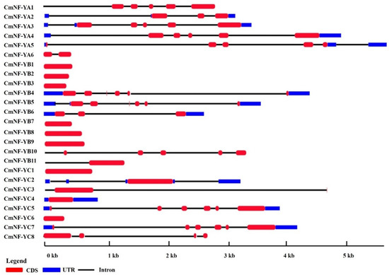 Genome Wide Identification And Chilling Stress Analysis Of The Nf Y