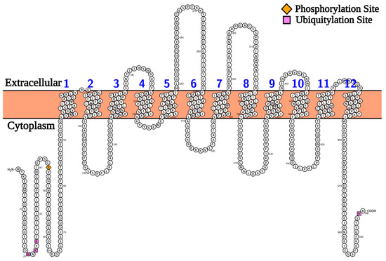 The Yeast Permease Agp2 Senses Cycloheximide and Undergoes Degradation That Requires the Small ...