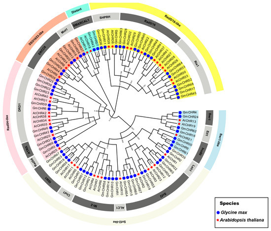 Genome-Wide Identification and Characterization of the Soybean Snf2 ...