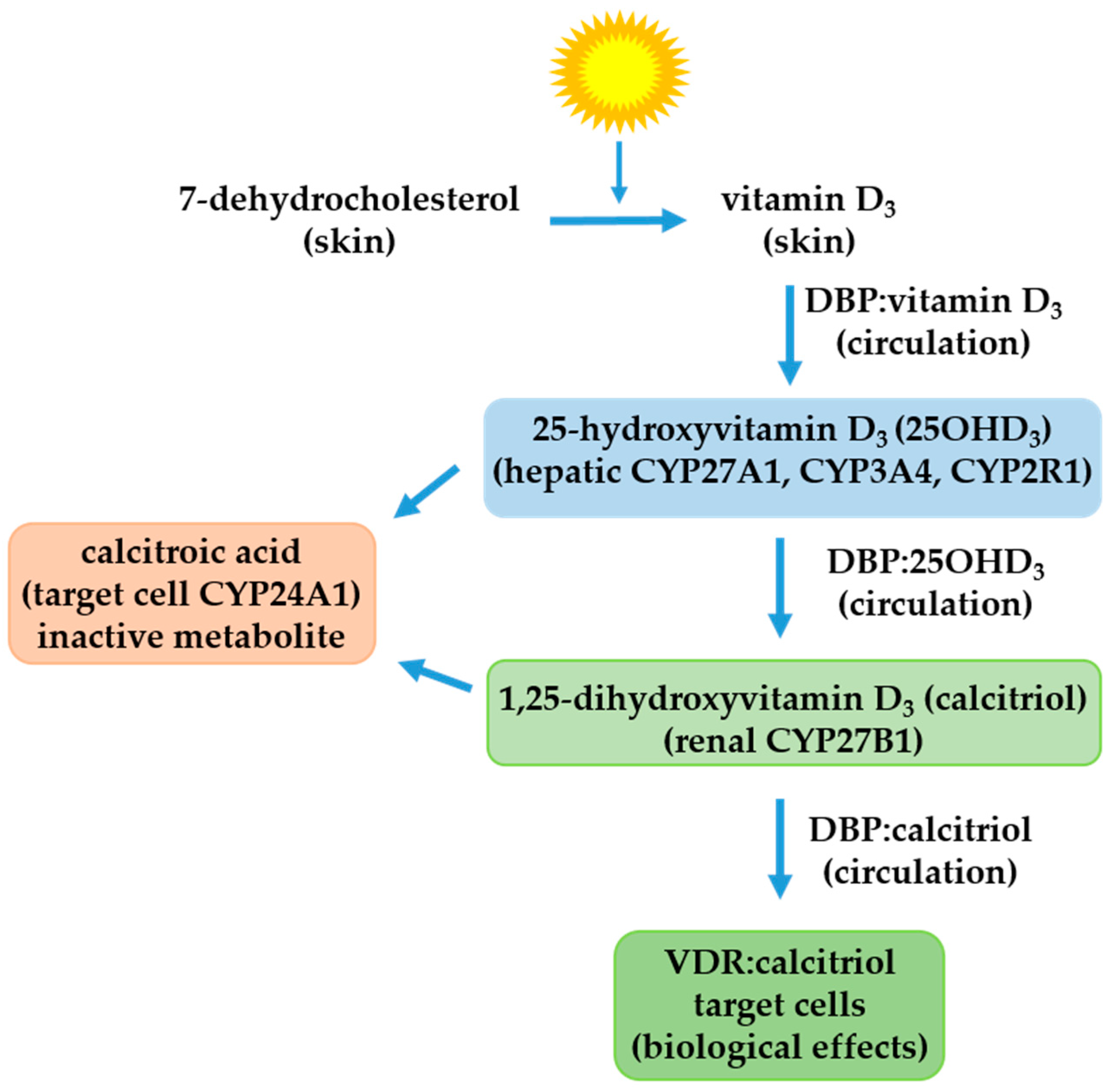 IJMS Free Full Text The Preventive Role Of The Vitamin D Endocrine IJMS Free Full Text The Preventive Role Of The Vitamin D Endocrine