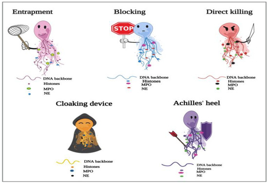 IJMS | Free Full-Text | NETosis in Parasitic Infections: A Puzzle That ...