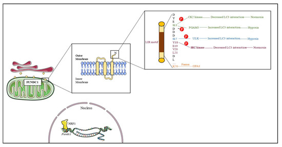 FUNDC1: An Emerging Mitochondrial and MAMs Protein for Mitochondrial ...