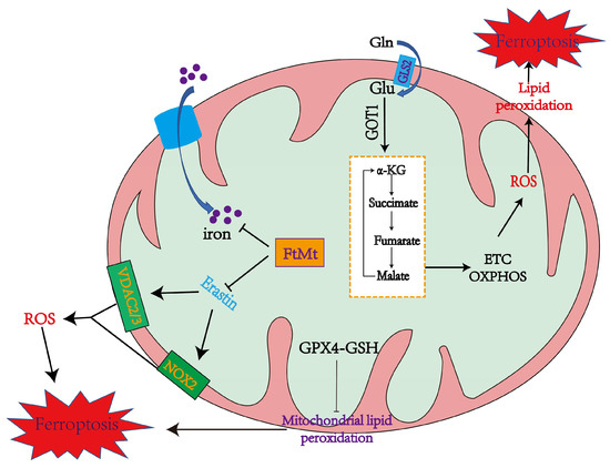 Mitochondrial Regulation of Ferroptosis in Cancer Therapy
