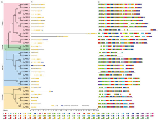 IJMS | Free Full-Text | Genome-Wide Identification and Expression Analysis of Auxin Response ...