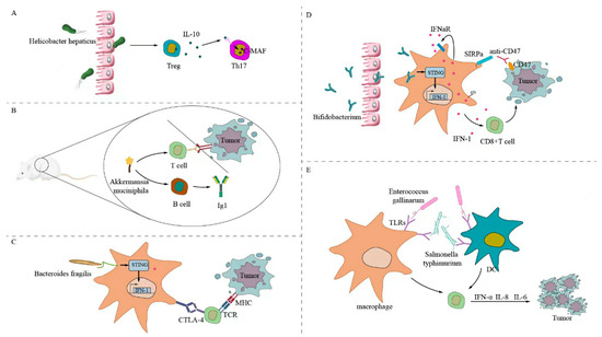 Potential Effects of Regulating Intestinal Flora on Immunotherapy for ...