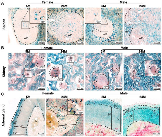 Time- and Gender-Dependent Alterations in Mice during the Aging Process