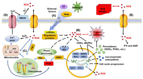 Reactive Oxygen Species: A Crosslink between Plant and Human Eukaryotic ...