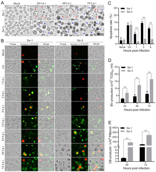 The Expression of P35 Plays a Key Role in the Difference in Apoptosis ...