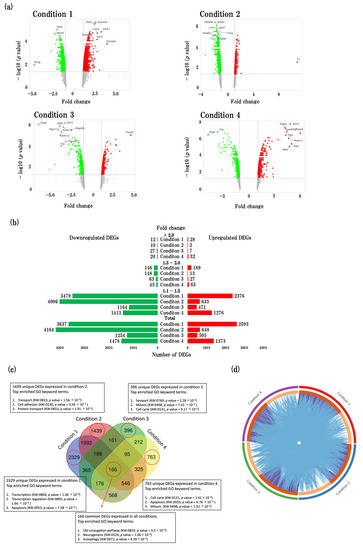 IJMS | Free Full-Text | Investigation into Molecular Brain Aging in ...