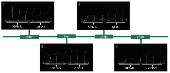 Transcriptome-Wide Analysis of Core Transcription Factors Associated ...