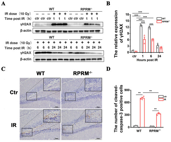 IJMS | Free Full-Text | Reprimo (RPRM) as a Potential Preventive and ...