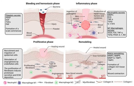 Wound Microbiota and Its Impact on Wound Healing