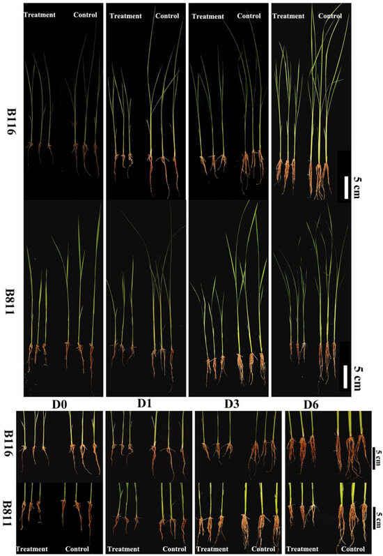 Elucidation of the Mechanism of Rapid Growth Recovery in Rice Seedlings ...