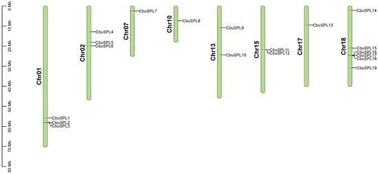 IJMS | Free Full-Text | Genome-Wide Identification and Expression Analysis of the SQUAMOSA ...
