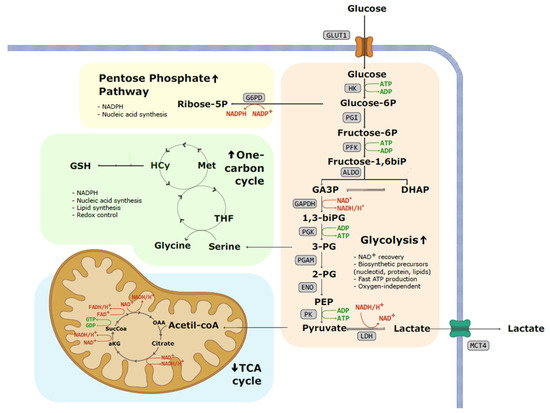 Targeting the Warburg Effect in Cancer: Where Do We Stand?